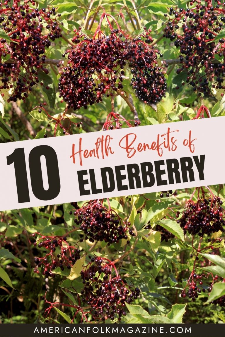 Elderberry Nutrition Facts and 10 Health Benefits